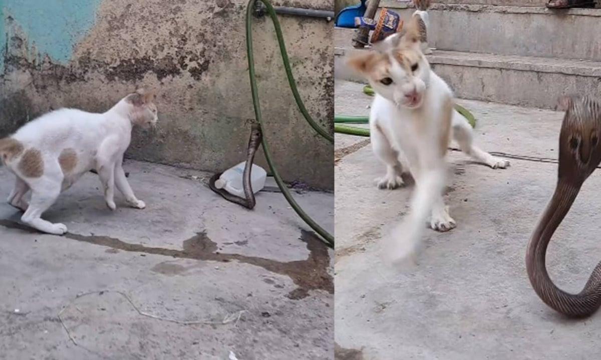 'ഇടതു ചാടി വലതു ചാടി...' മൂര്ഖന് പാമ്പും പൂച്ചയും നേര്ക്കുനേര്; വീഡിയോ വൈറൽ